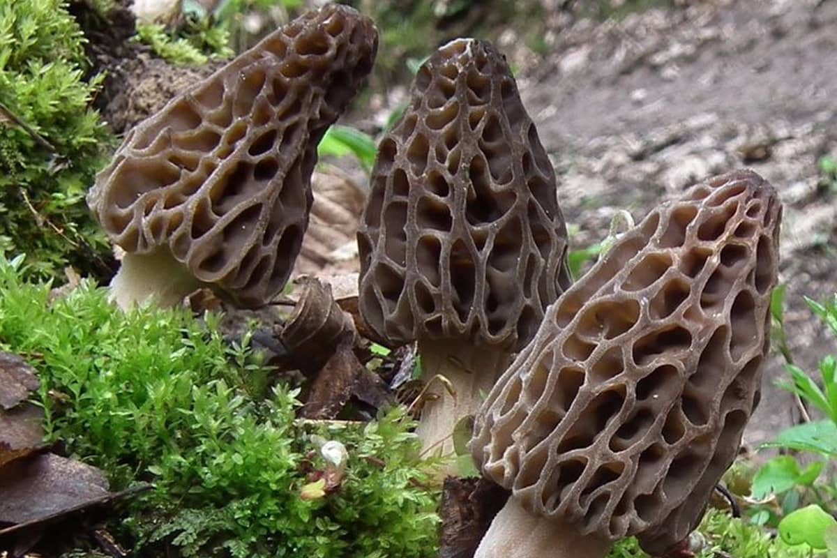 10 beautiful and special mushrooms from around the world - Boglar Champ