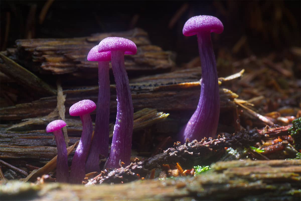10 beautiful and special mushrooms from around the world - Boglar Champ