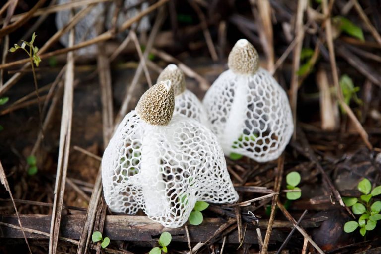 10 beautiful and special mushrooms from around the world - Boglar Champ
