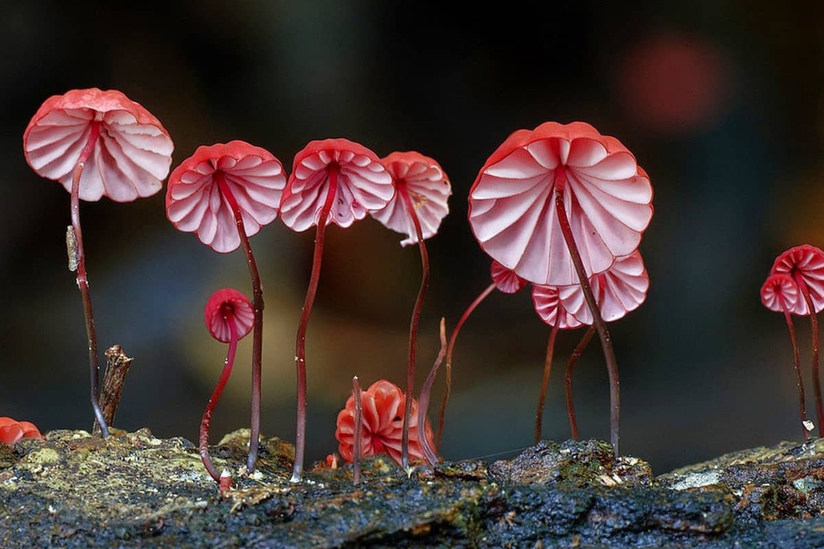 10 beautiful and special mushrooms from around the world - Boglar Champ