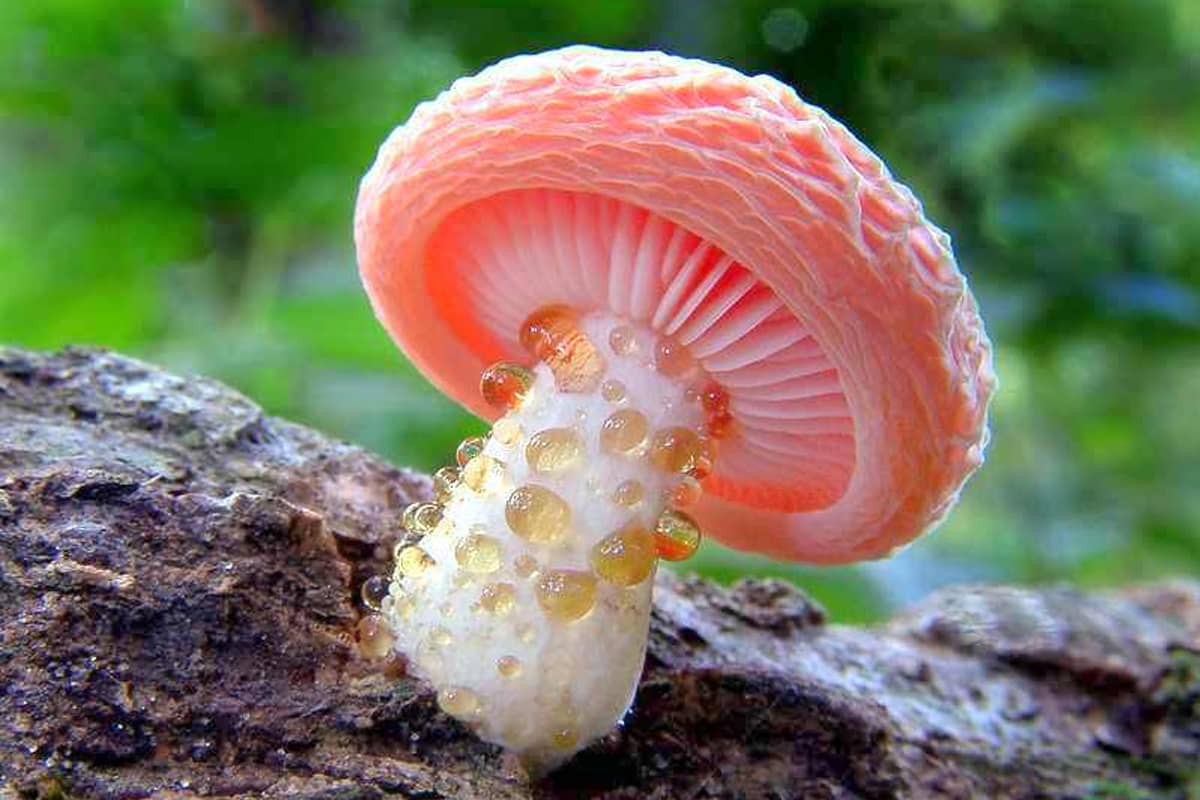 10 beautiful and special mushrooms from around the world - Boglar Champ