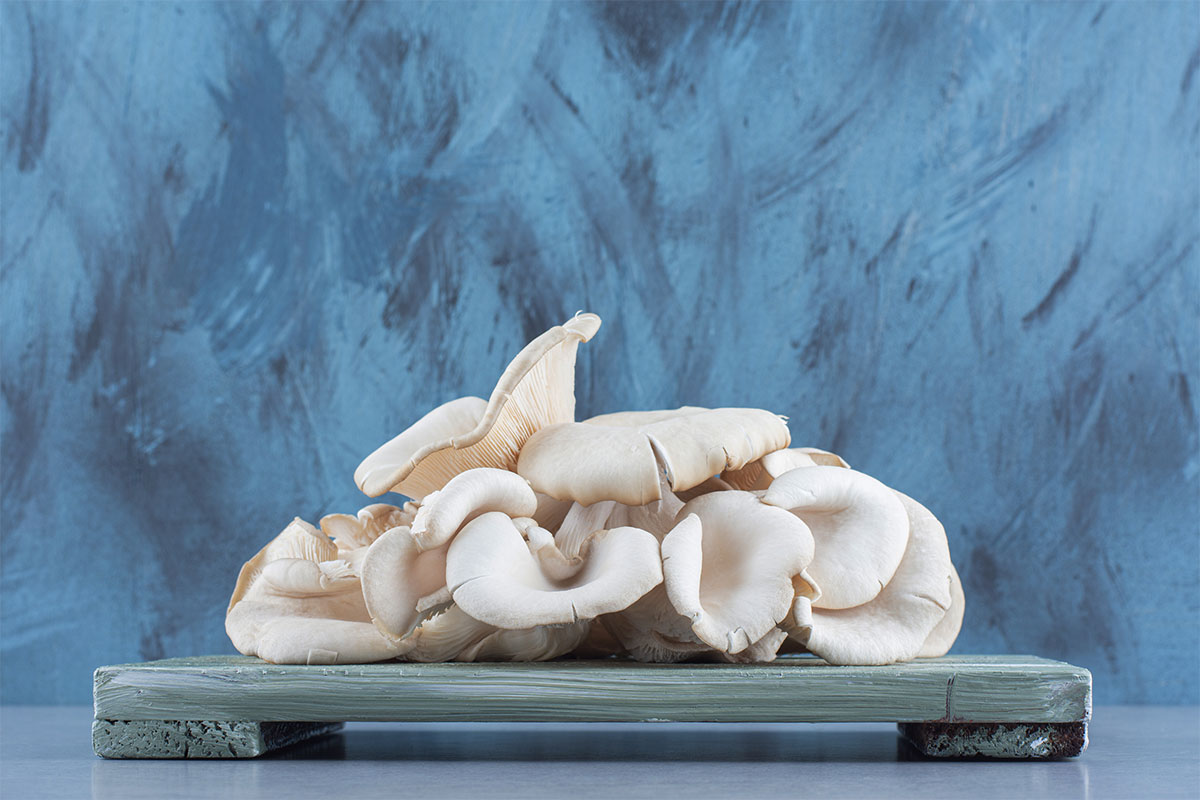 Why should we eat oyster mushrooms? – Boglar Champ