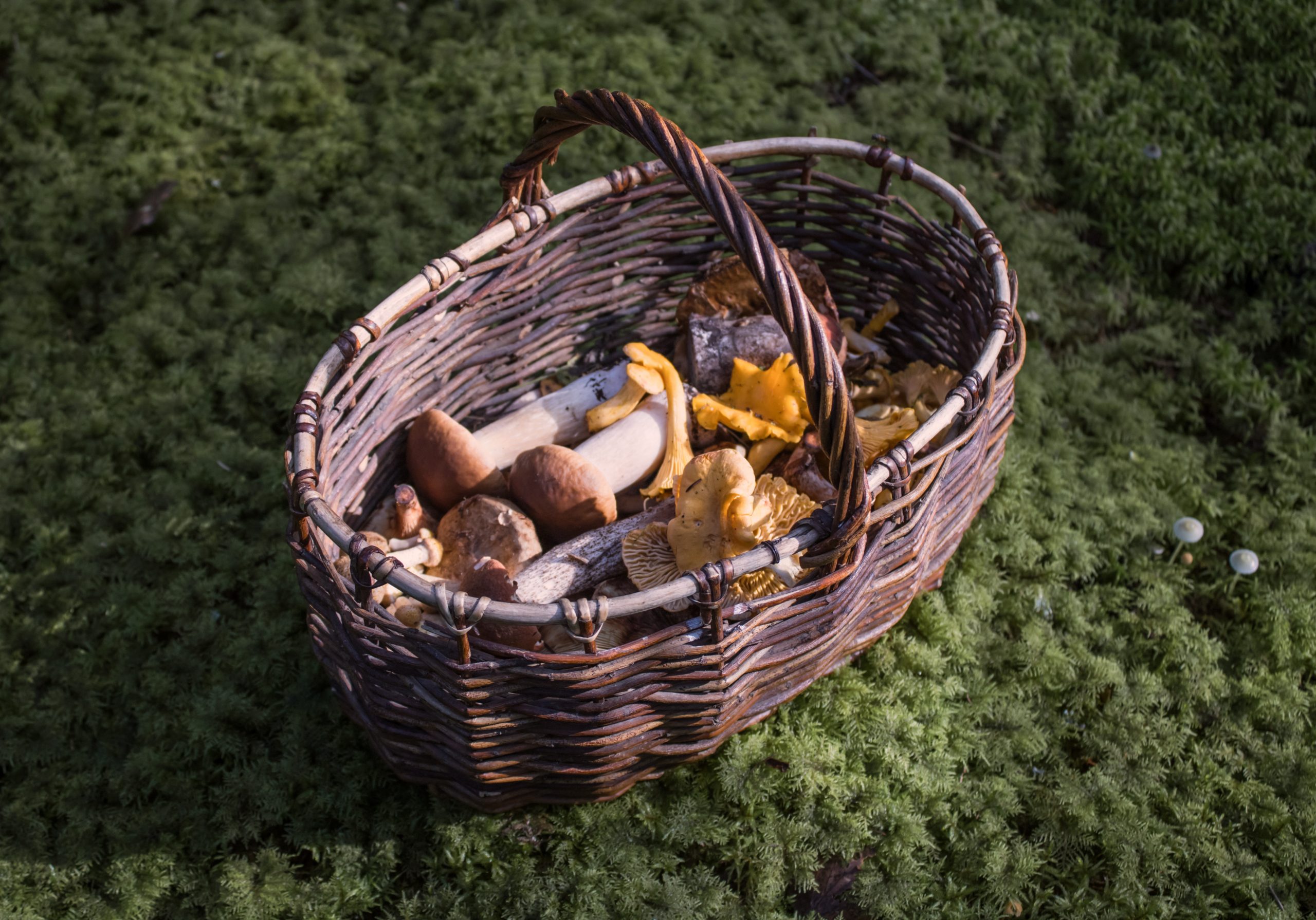 Which are the healthiest mushrooms? - Boglar Champ
